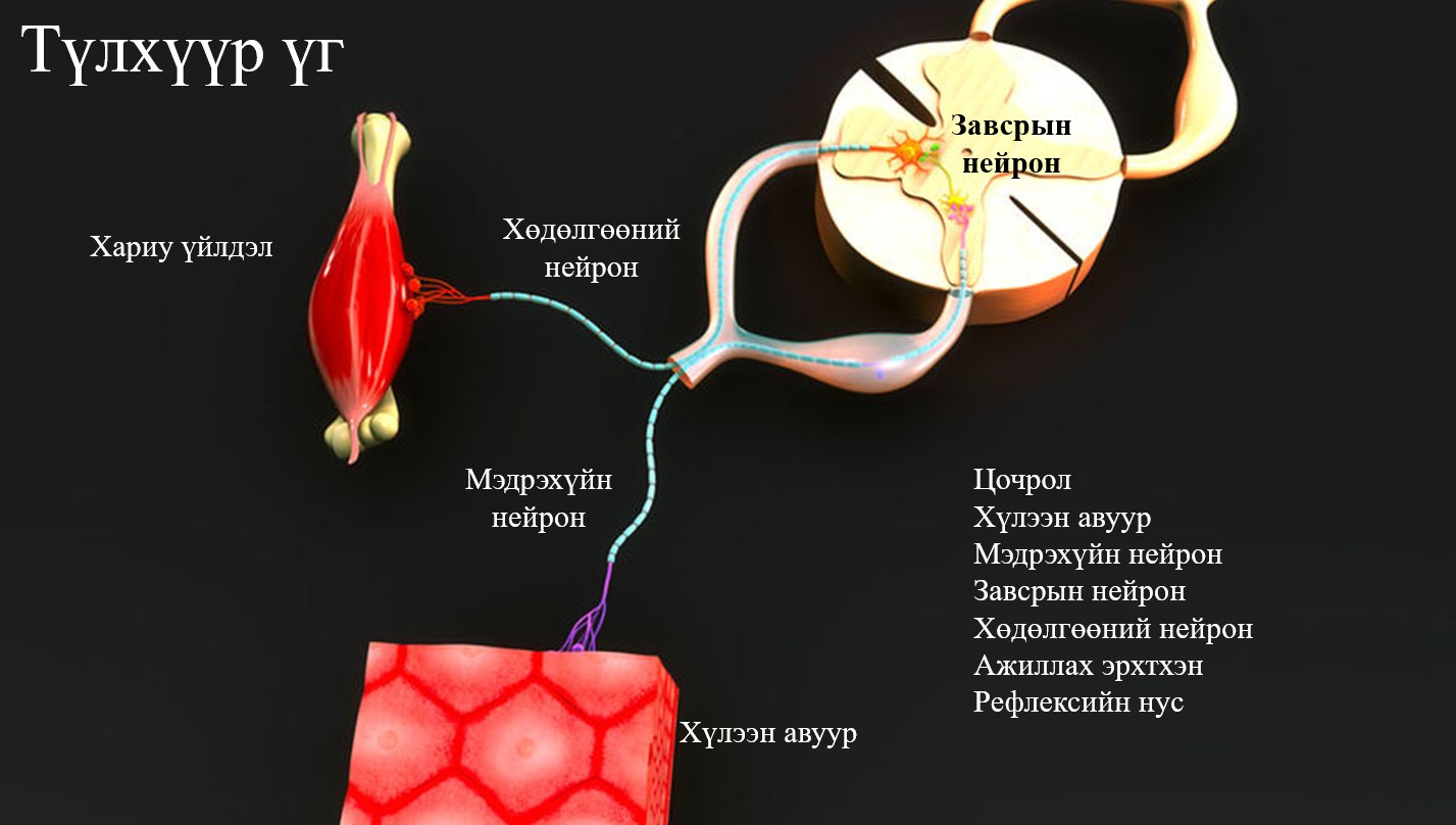 Мэдлээ Цахим контент